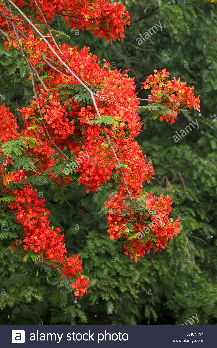 Gul Mohur Tree Delonix Regia With Green Leaves Red Flower High ...