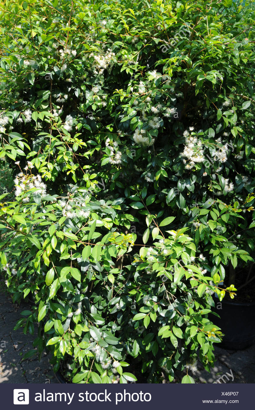 Australian Bush Cherry Stock Photos & Australian Bush Cherry Stock ...