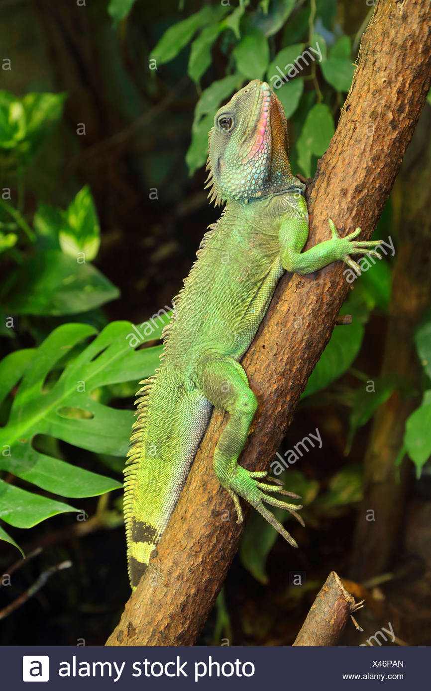 Chinese Tree Dragon High Resolution Stock Photography and Images - Alamy