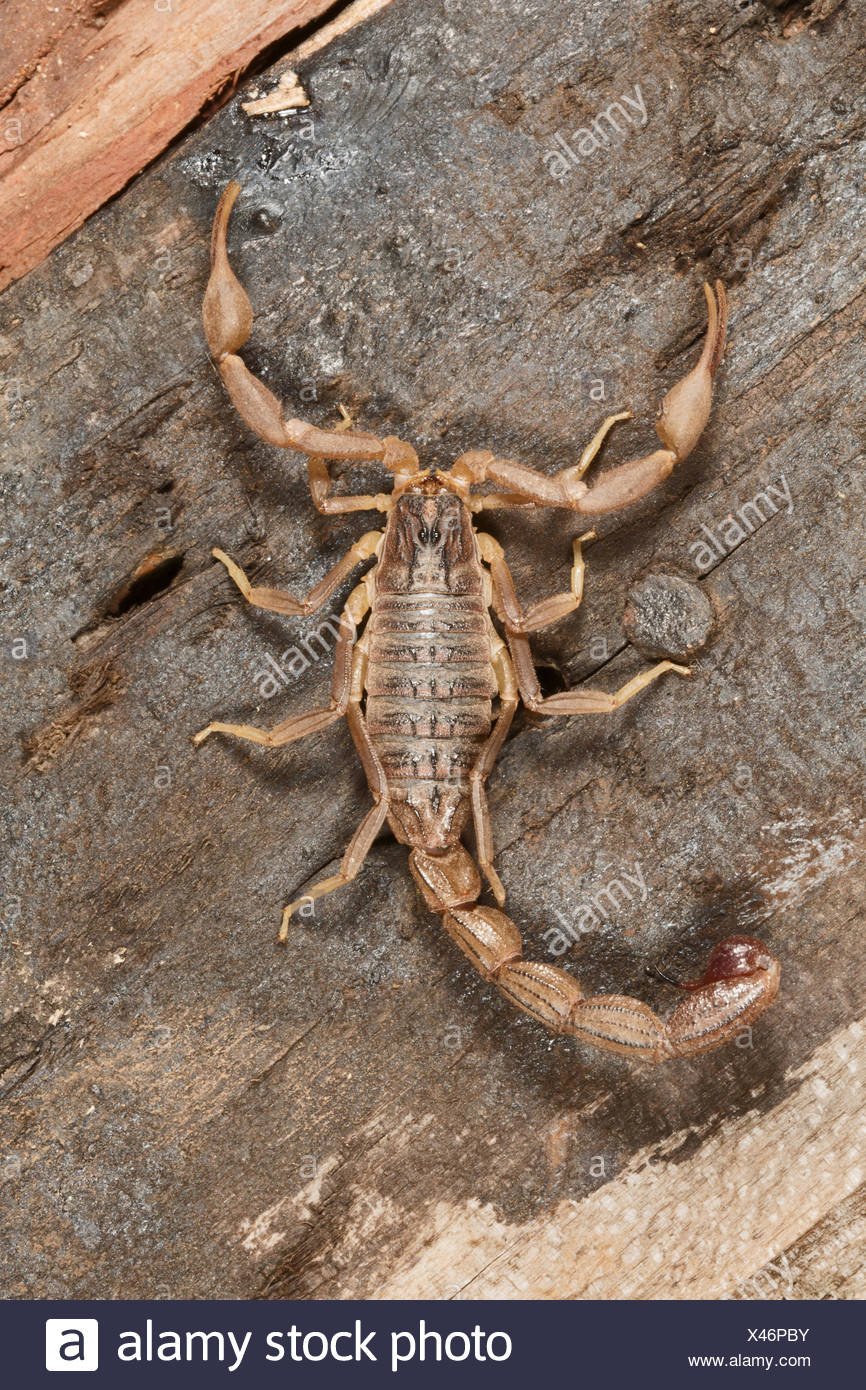 Black Fat Tailed Scorpion High Resolution Stock Photography and Images ...