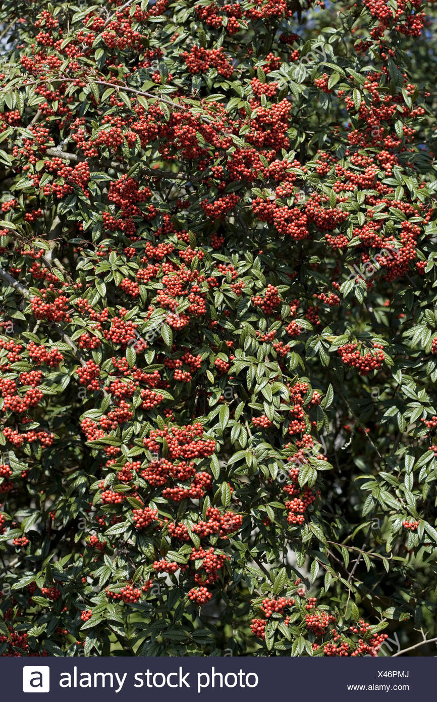 Cotoneaster Frigidus High Resolution Stock Photography and Images - Alamy