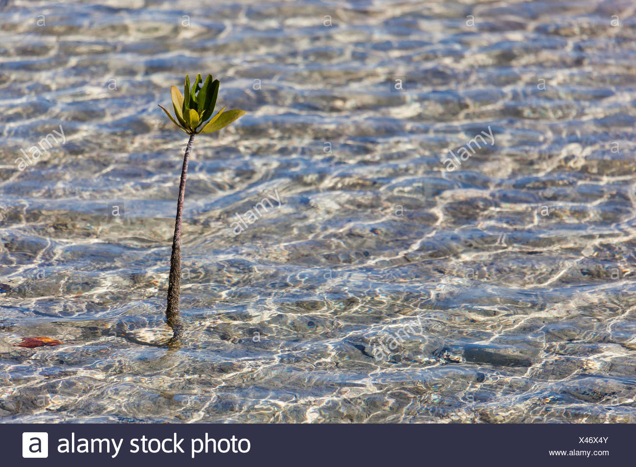 Cuba Mangrove High Resolution Stock Photography and Images - Alamy