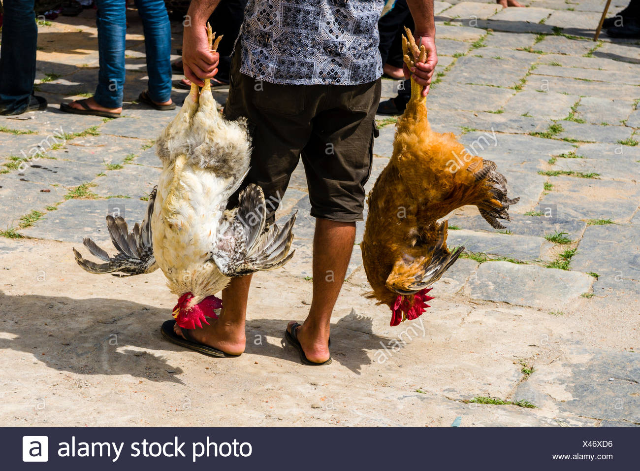 Rooster Man High Resolution Stock Photography and Images - Alamy