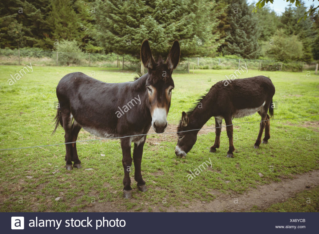 Two Donkeys High Resolution Stock Photography and Images - Alamy
