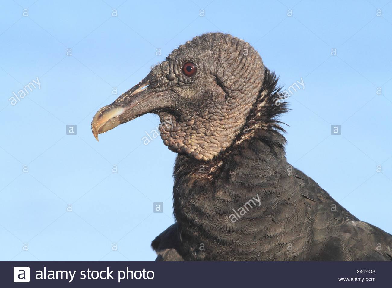 El Zopilote High Resolution Stock Photography and Images - Alamy