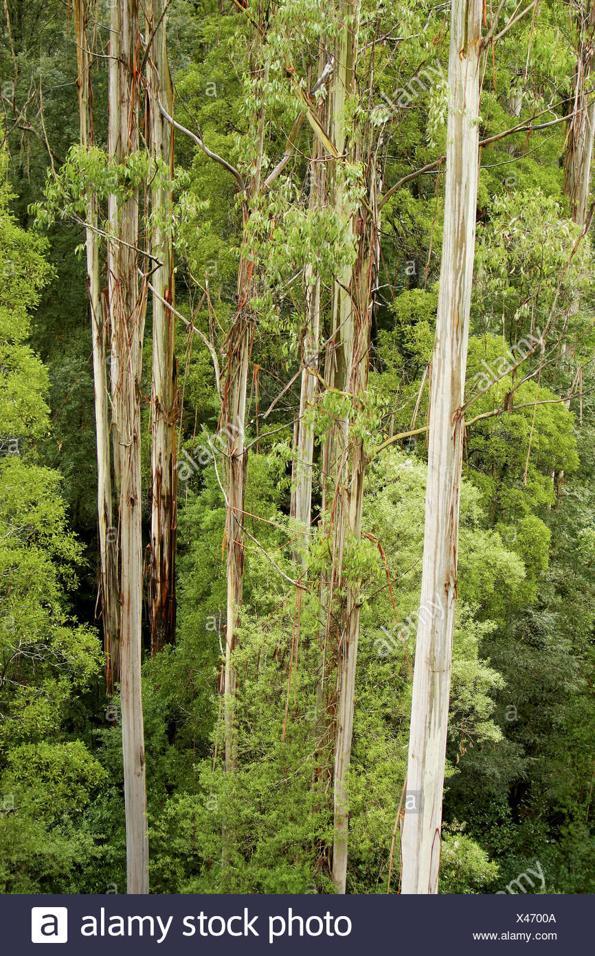 Australian Native Timber High Resolution Stock Photography and Images ...