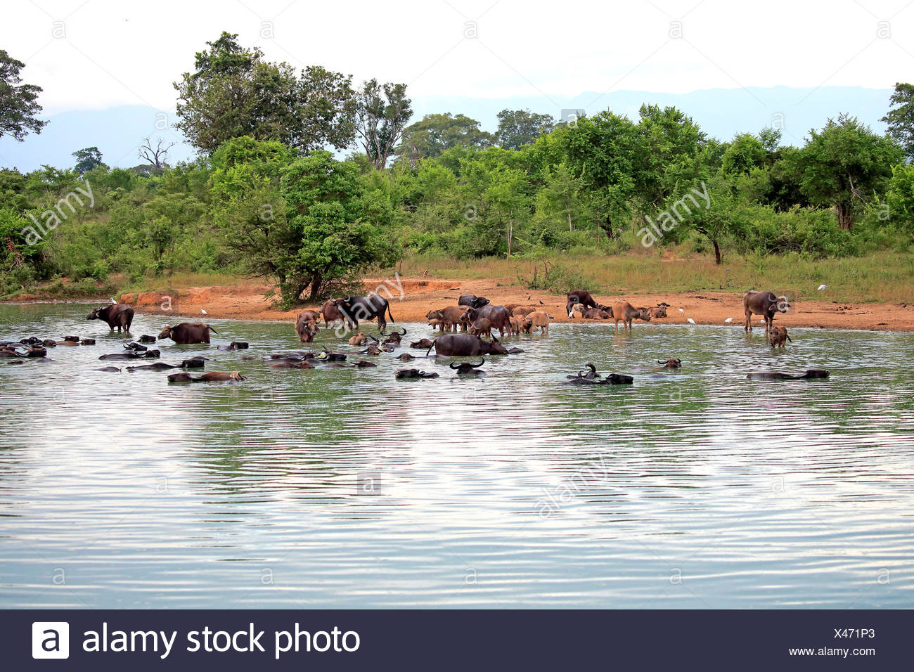 Animals Bathing In Water High Resolution Stock Photography and Images ...