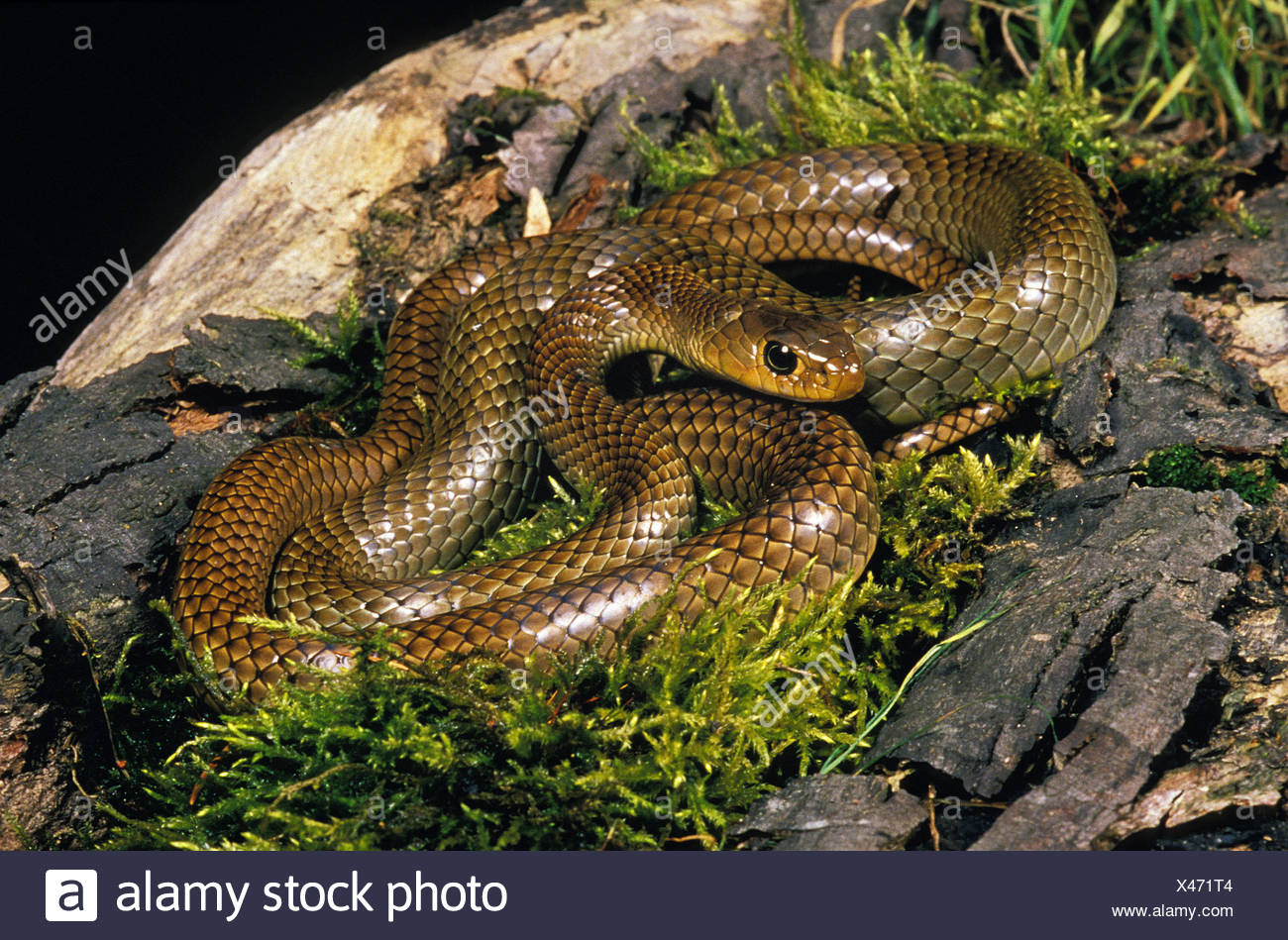 Indo Chinese Rat Snake High Resolution Stock Photography and Images - Alamy