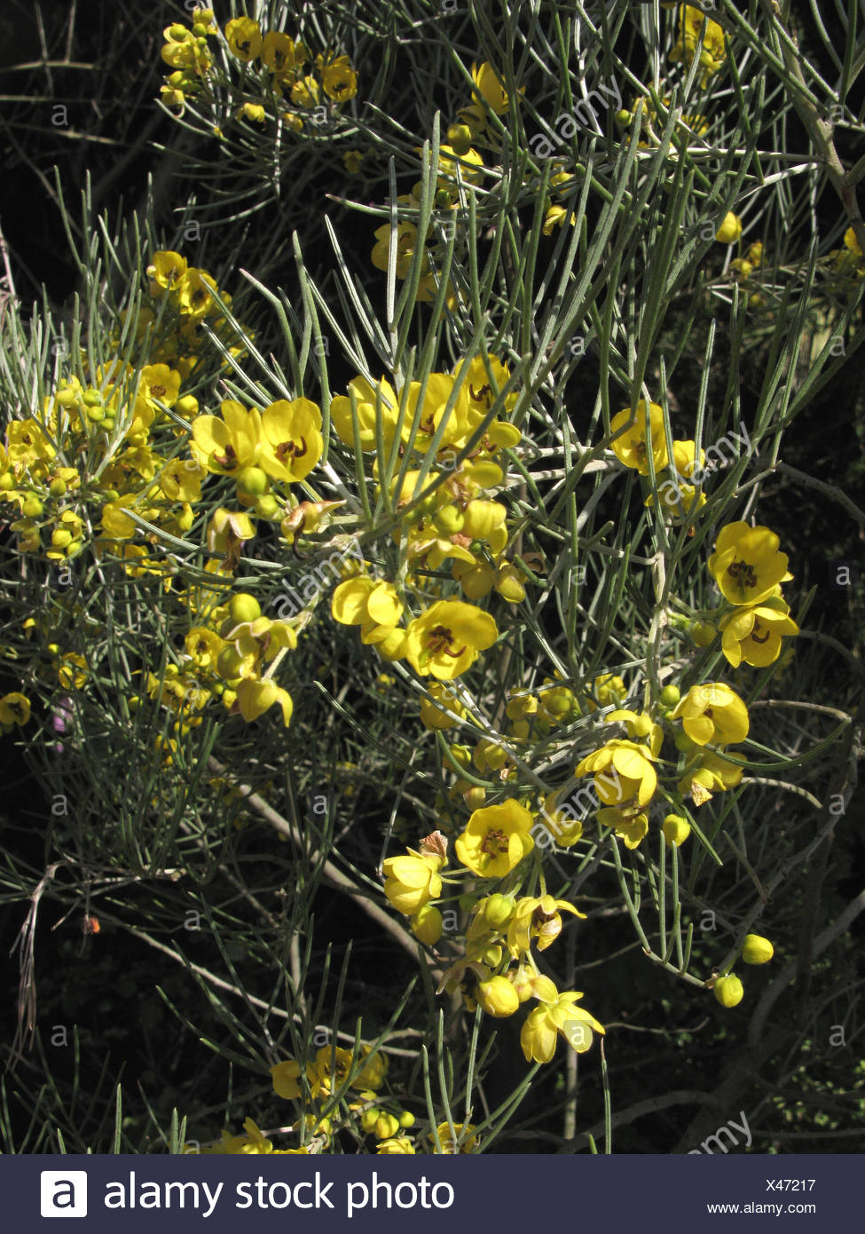 Cassia Artemisioides High Resolution Stock Photography and Images - Alamy