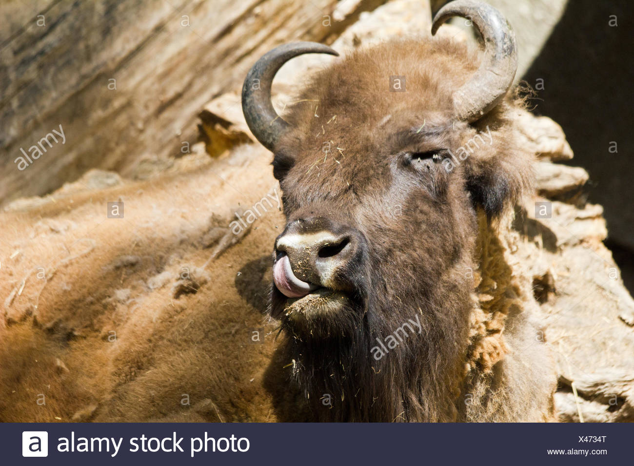 Buffalo Tongue High Resolution Stock Photography and Images - Alamy
