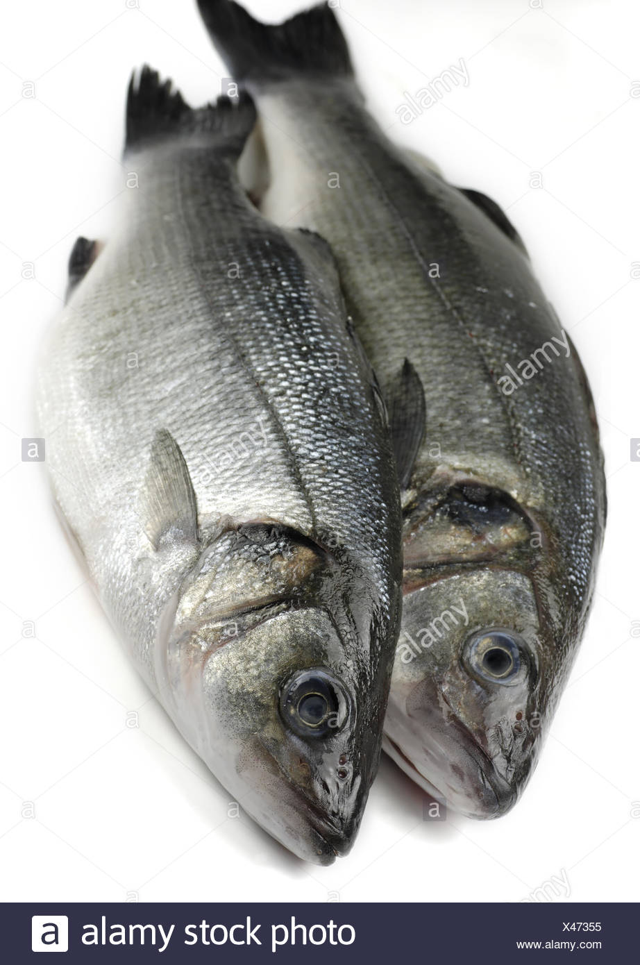 Silver Bass Fish High Resolution Stock Photography and Images - Alamy