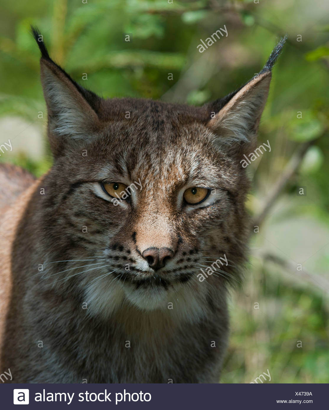 Lynx Face Stock Photos & Lynx Face Stock Images - Alamy