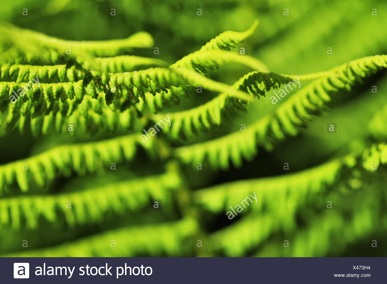 Pteridophytes Stock Photos & Pteridophytes Stock Images - Alamy