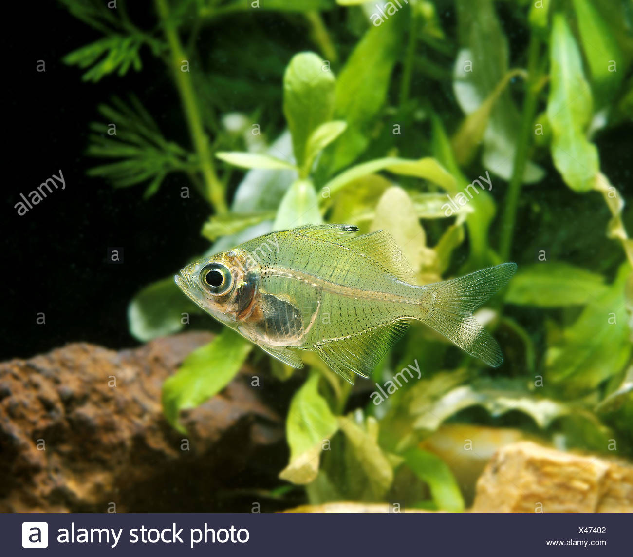 Chanda Stock Photos & Chanda Stock Images - Alamy