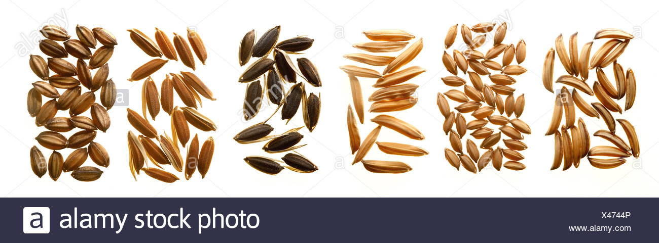 Plant Morphology High Resolution Stock Photography and Images - Alamy