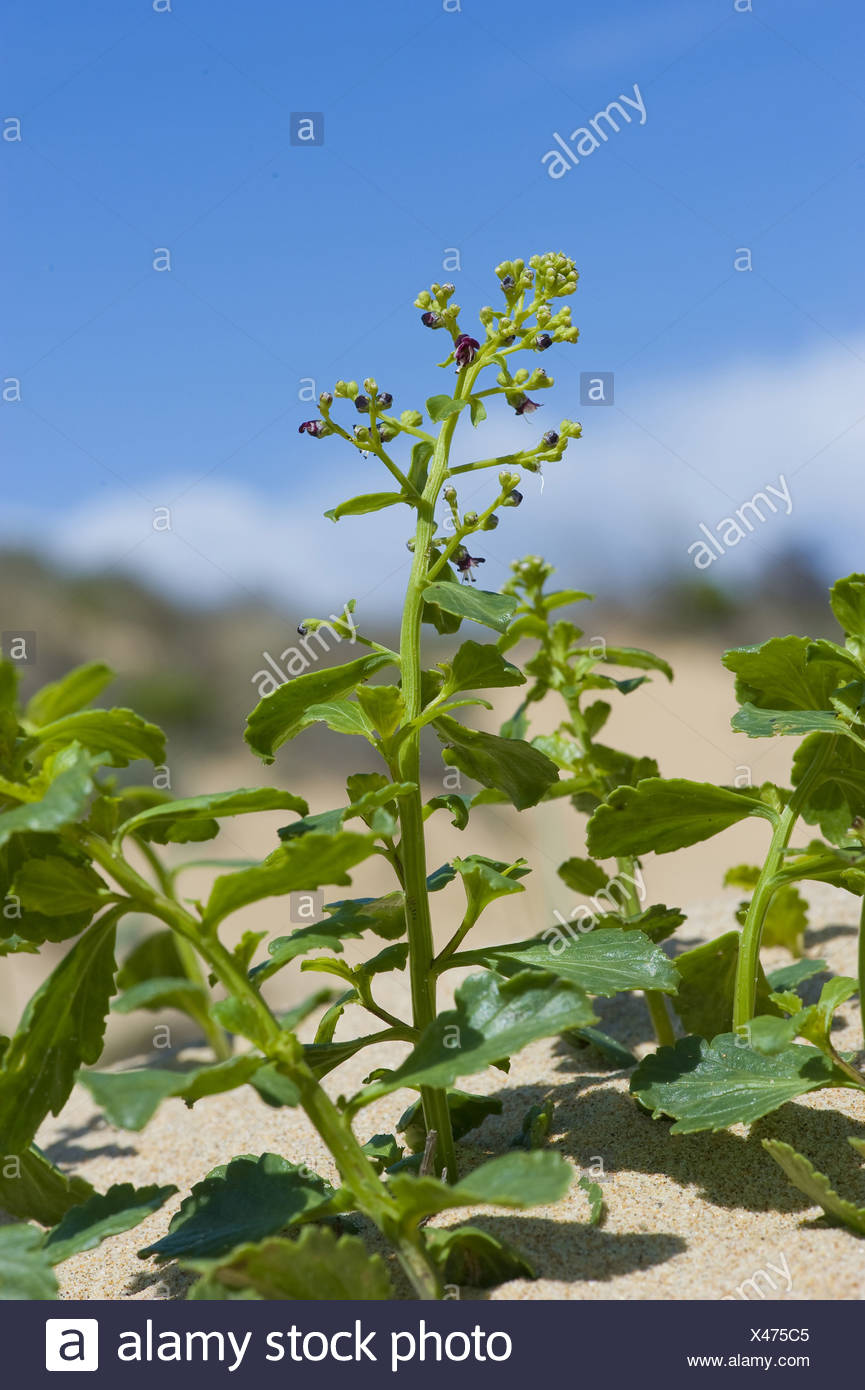 Shrubby Plants High Resolution Stock Photography and Images - Alamy