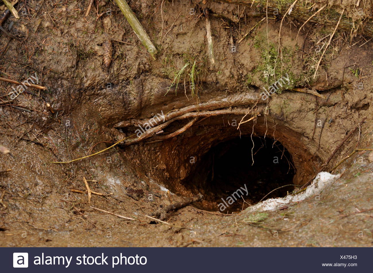 Baujagd High Resolution Stock Photography and Images - Alamy