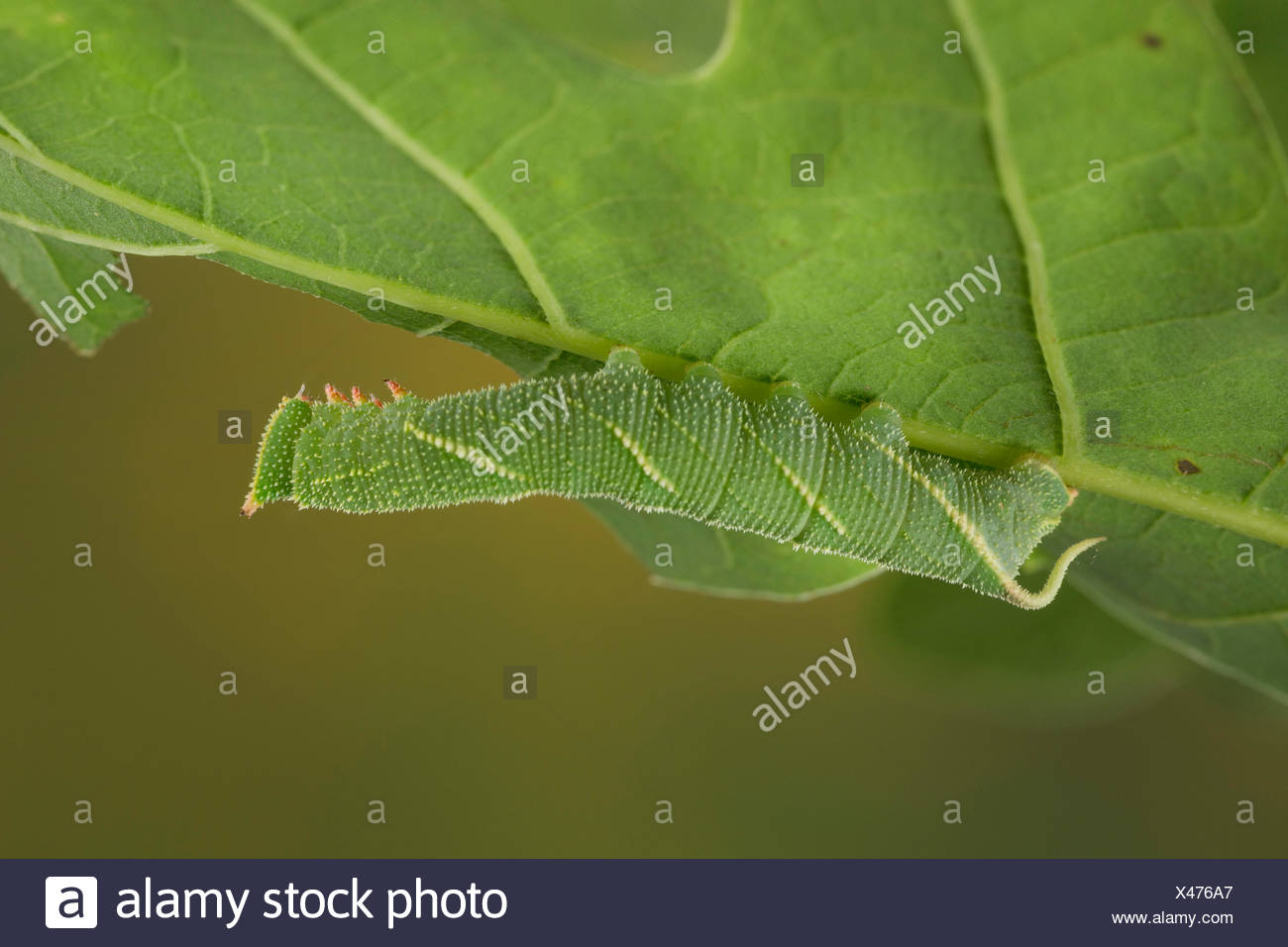 Marumba Quercus High Resolution Stock Photography and Images - Alamy