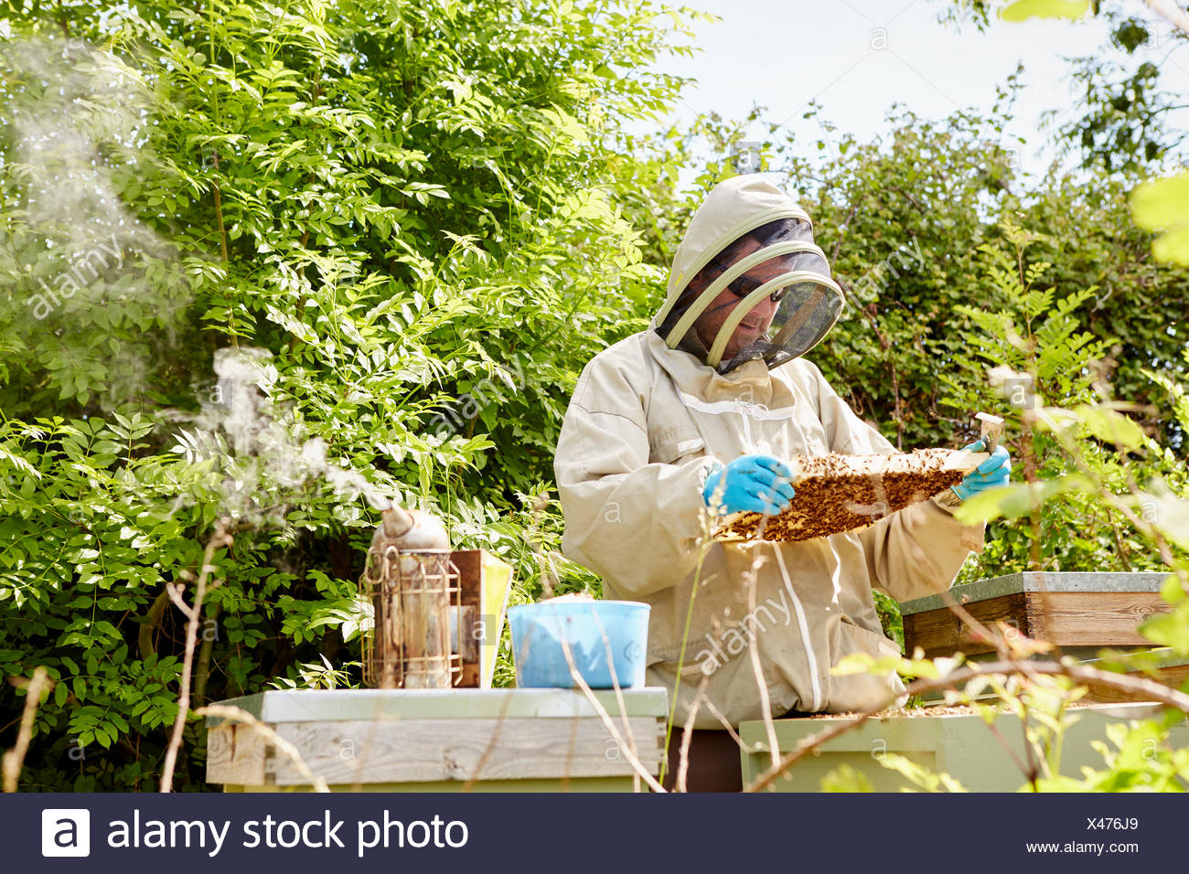 Bee Hive In A Tree High Resolution Stock Photography and Images - Alamy