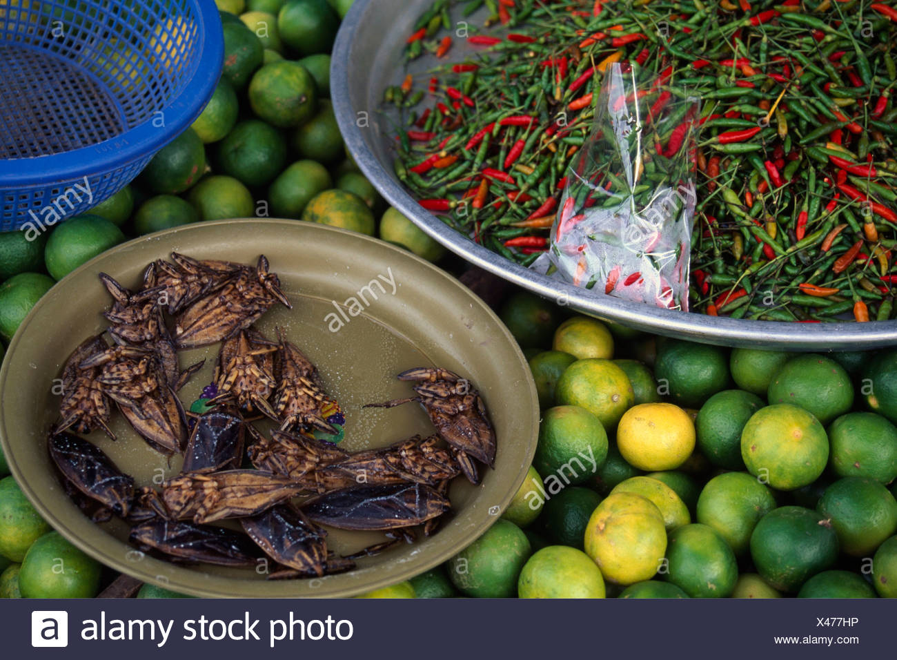 Insects Of Asia High Resolution Stock Photography and Images - Alamy