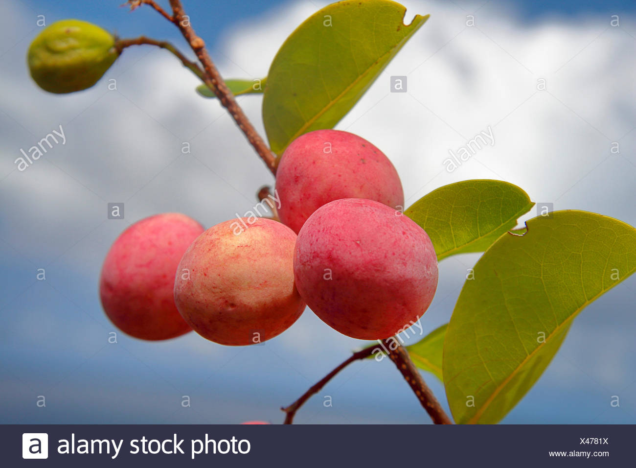 Paradise Fruits High Resolution Stock Photography and Images - Alamy