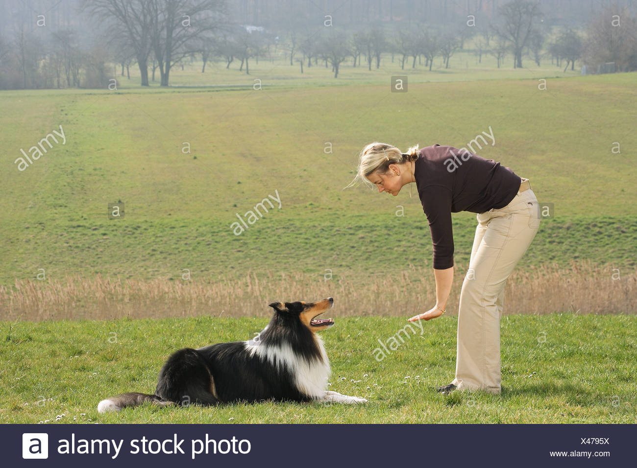 Dog Dancing High Resolution Stock Photography and Images - Alamy