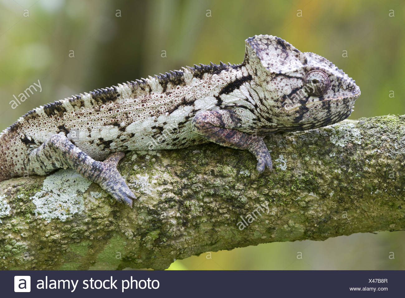 Furcifer Verrucosus High Resolution Stock Photography and Images - Alamy