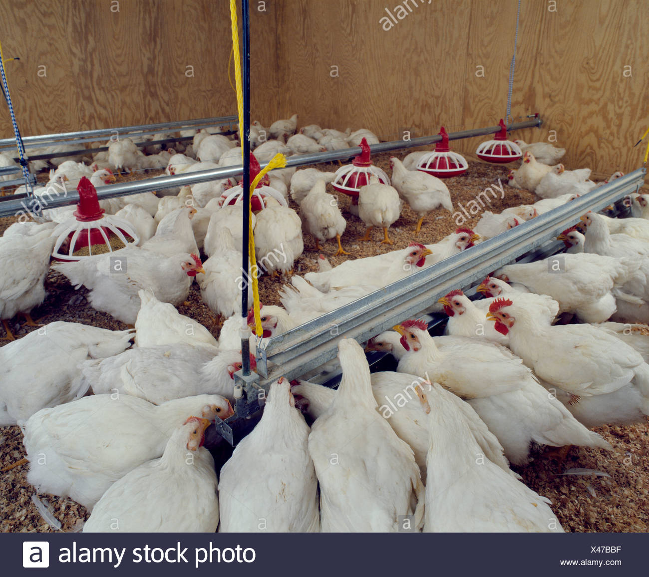 Hubbard Chicken High Resolution Stock Photography and Images - Alamy