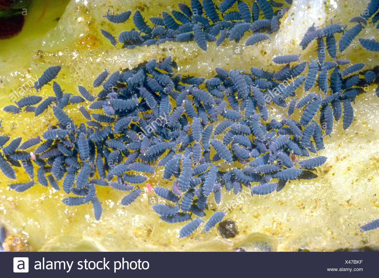 Springtails High Resolution Stock Photography and Images - Alamy