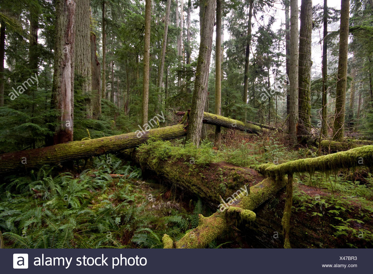 Fallen Logs Stock Photos & Fallen Logs Stock Images - Alamy