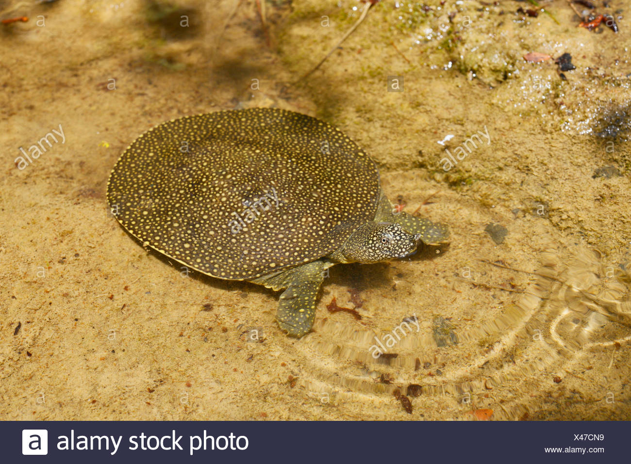 African Softshell Turtle High Resolution Stock Photography and Images ...