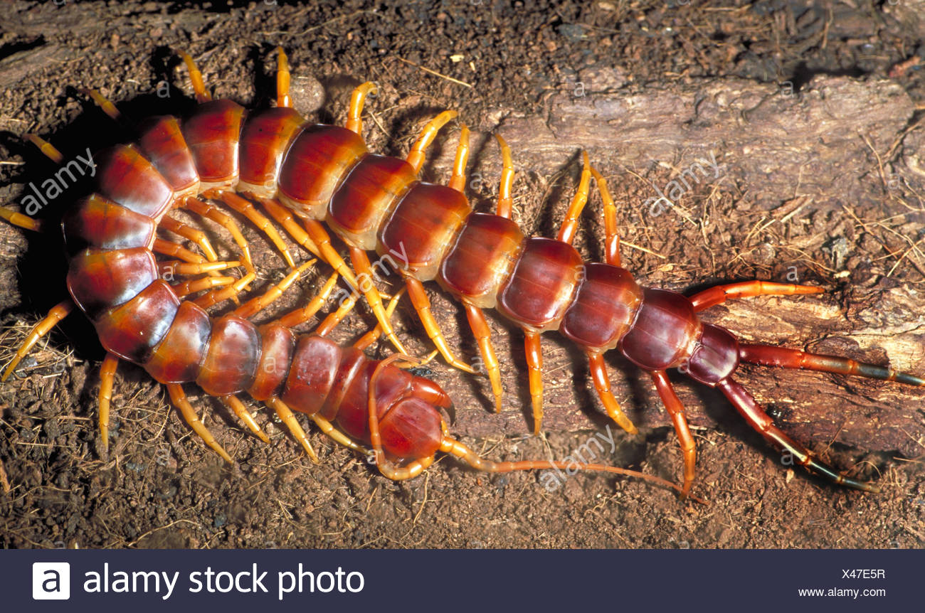 Giant Centipede Stock Photos & Giant Centipede Stock Images - Alamy