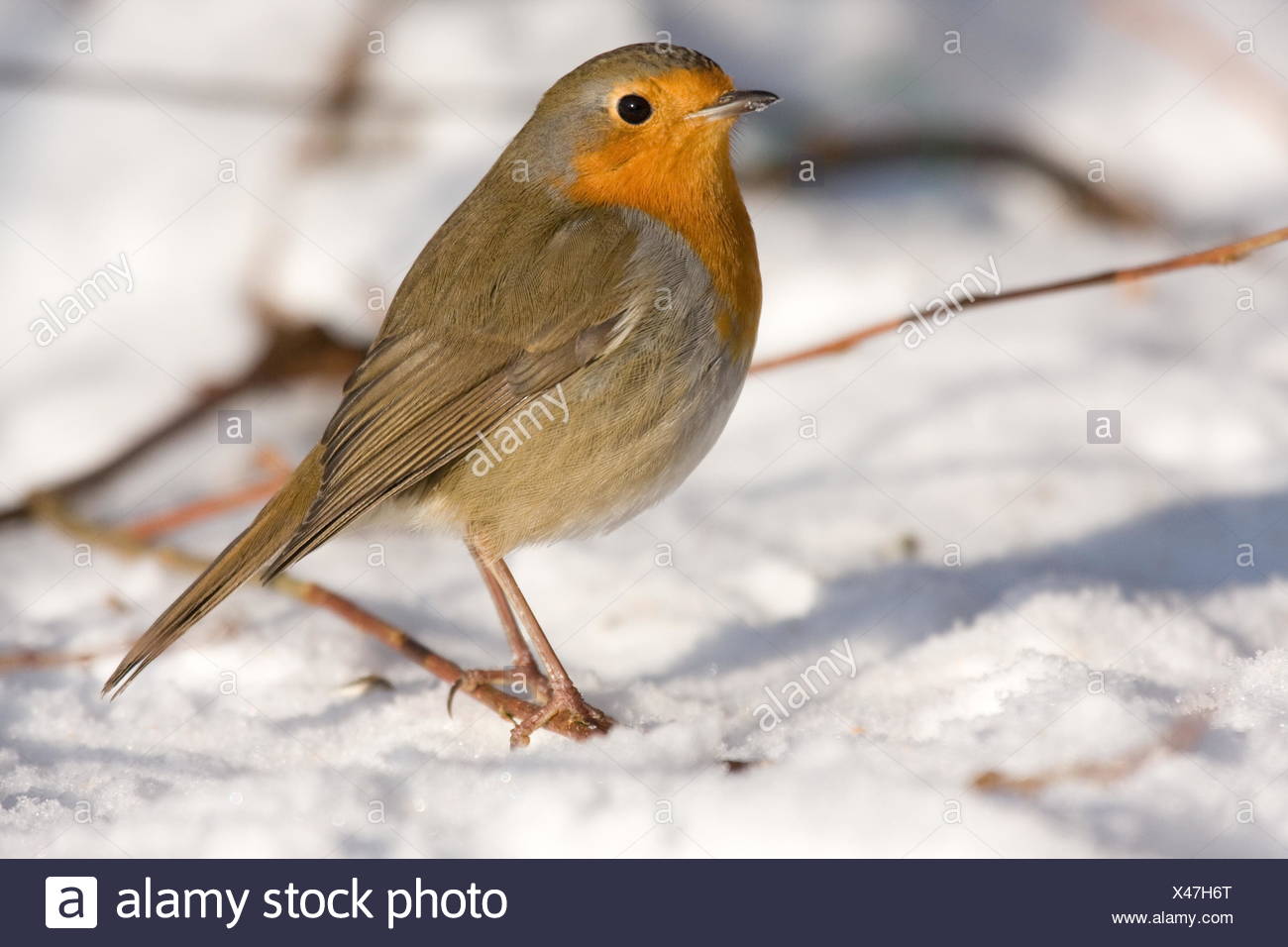 Red Robin Snow Stock Photos & Red Robin Snow Stock Images - Alamy