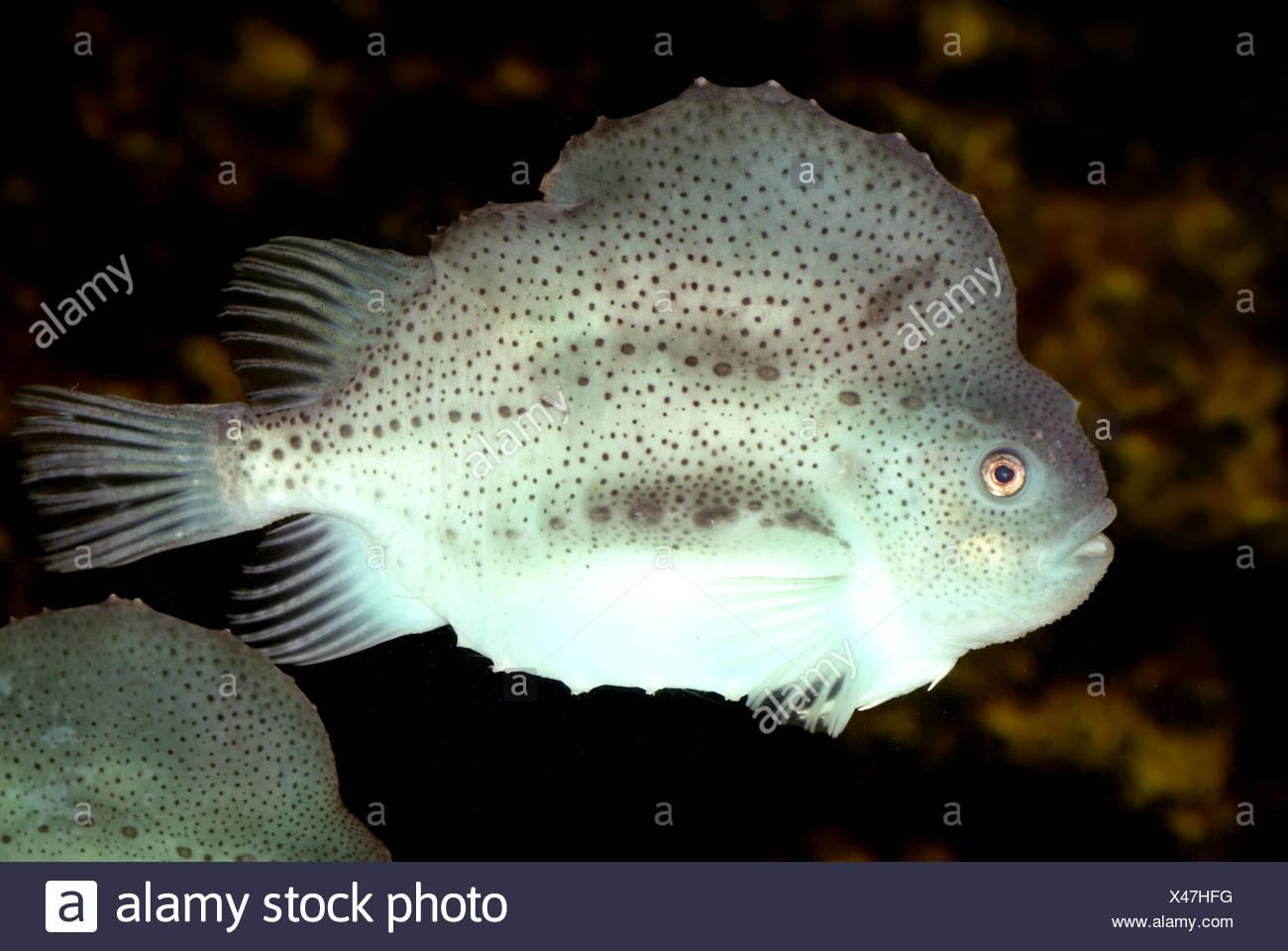 Lumpfish Stock Photos & Lumpfish Stock Images - Alamy