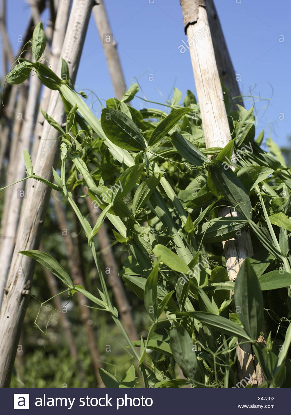 Bean Stalks Stock Photos & Bean Stalks Stock Images - Alamy