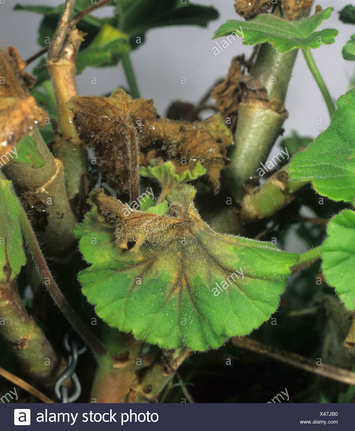 Grey Mould Botrytis Cinerea Mycelium Stock Photos & Grey Mould Botrytis ...