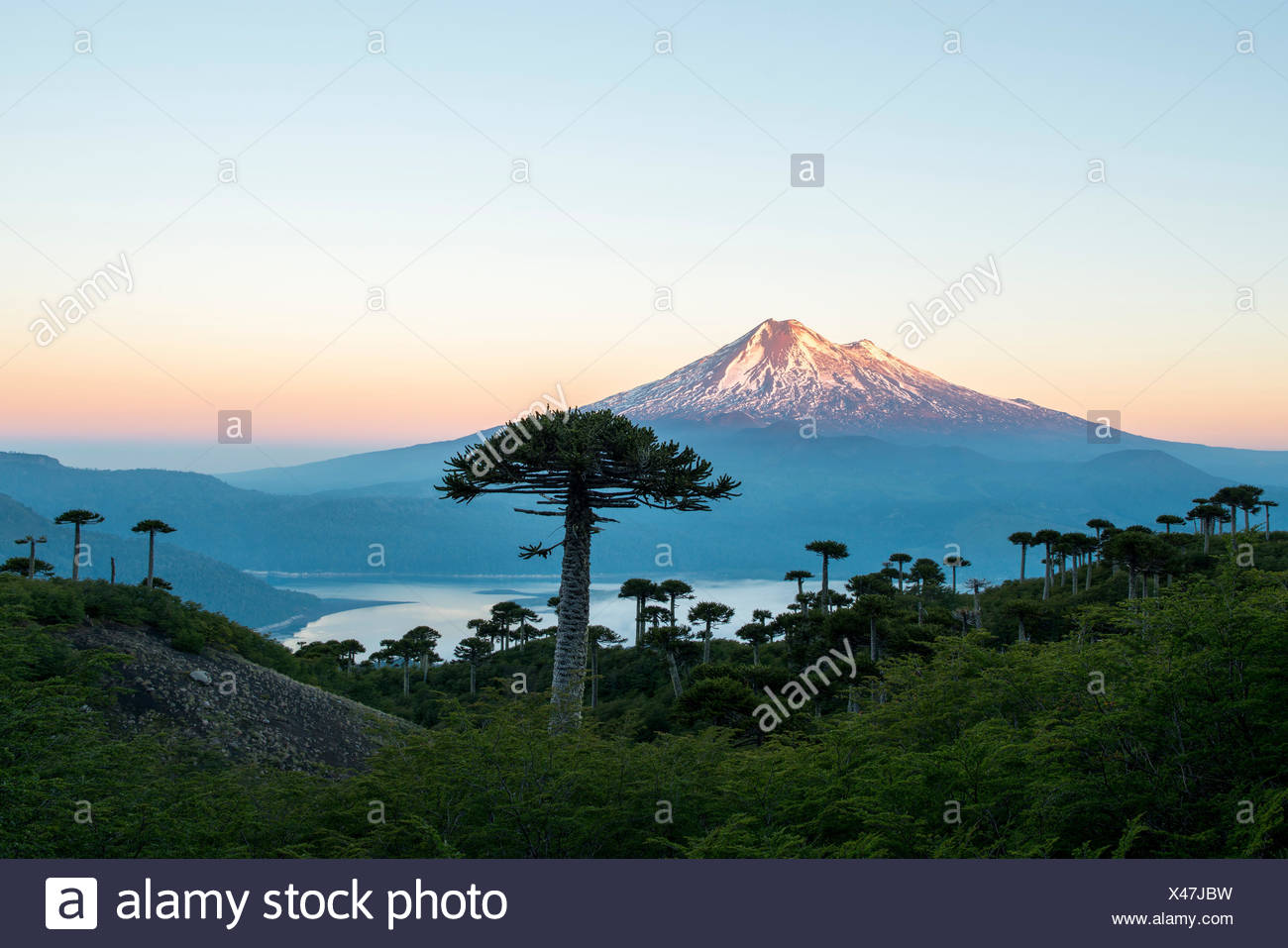 Araucaria Trees Stock Photos & Araucaria Trees Stock Images - Alamy