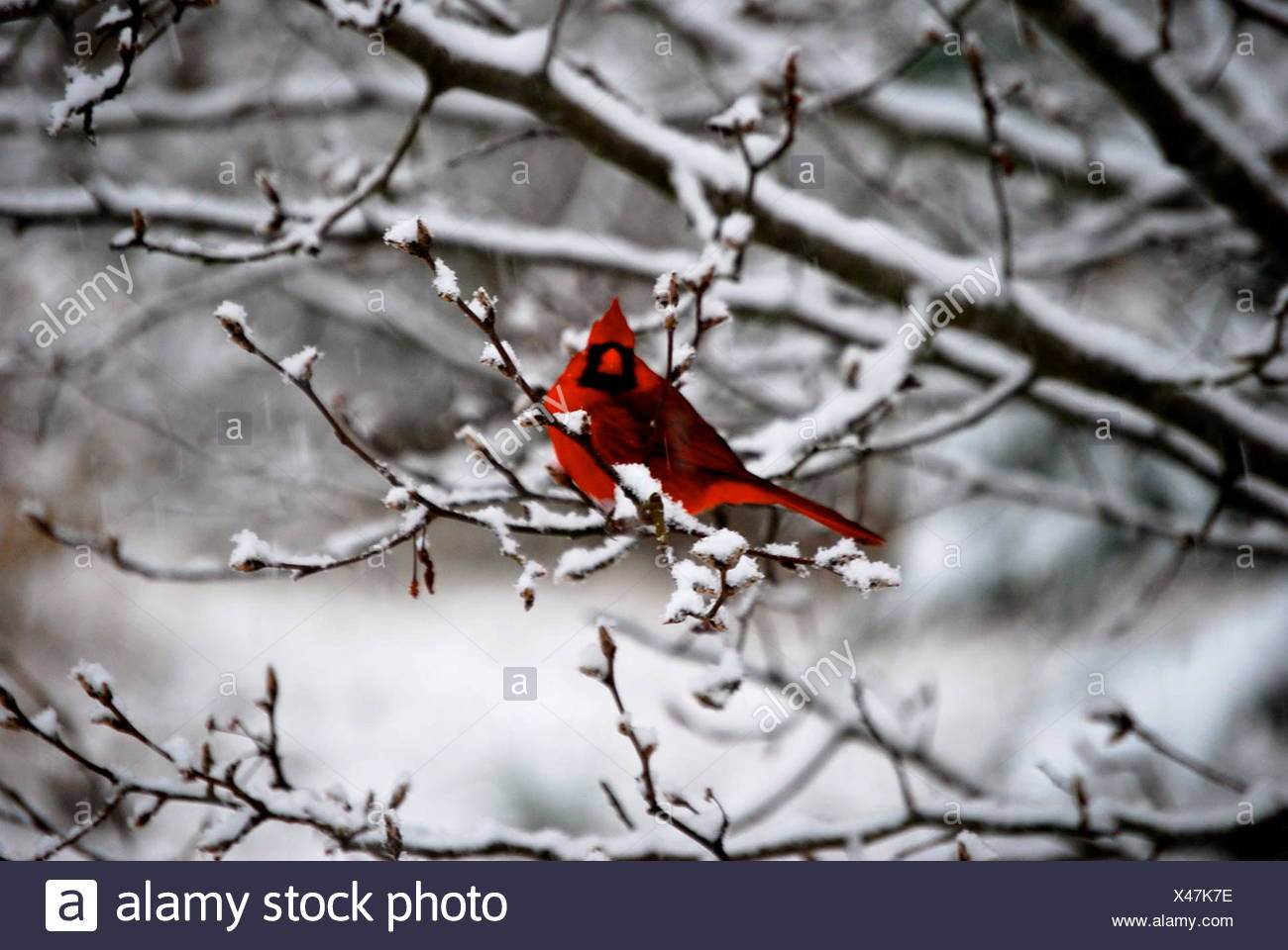 Red Cardinal Snow Stock Photos & Red Cardinal Snow Stock Images - Alamy