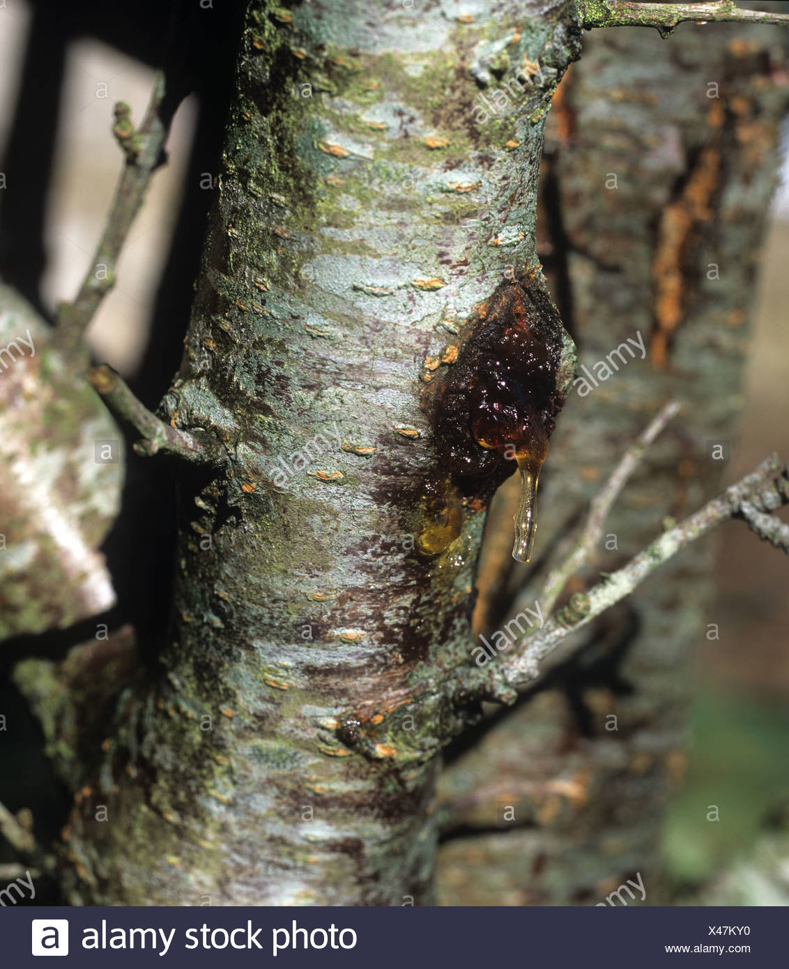 Gummosis High Resolution Stock Photography and Images - Alamy