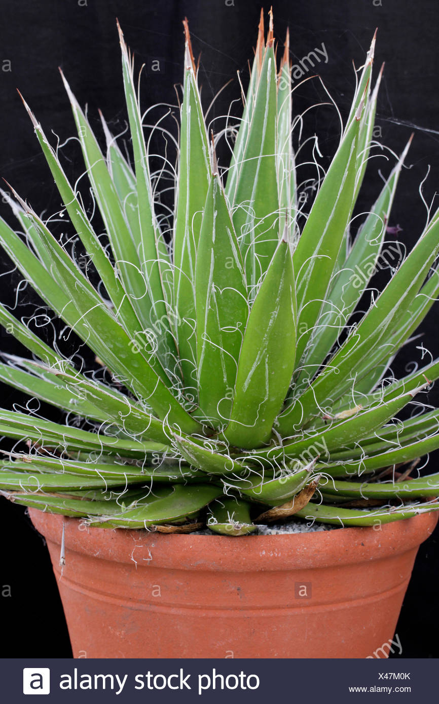 Agave Filifera Stock Photos & Agave Filifera Stock Images - Alamy