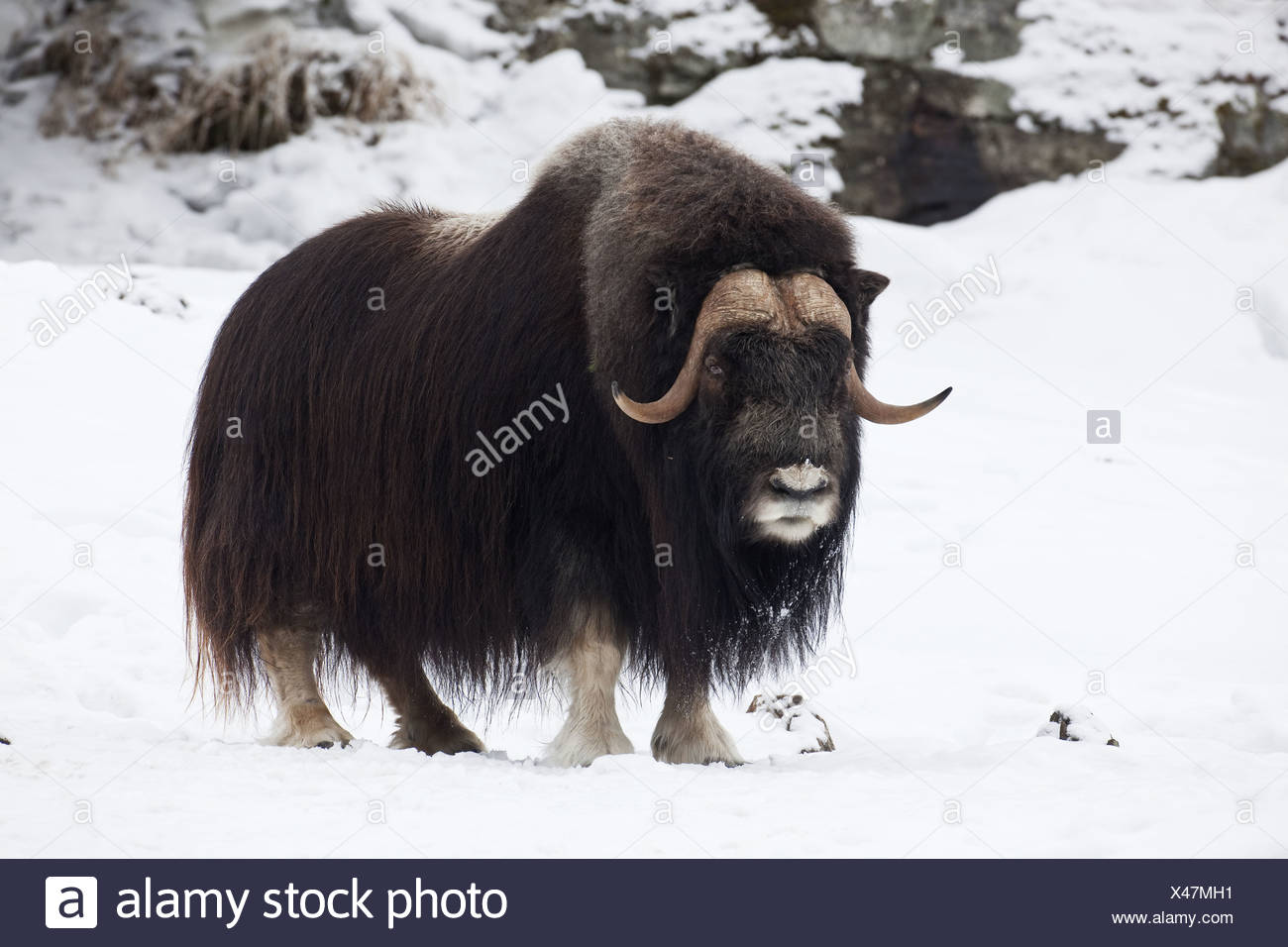 Musk Oxen High Resolution Stock Photography and Images - Alamy