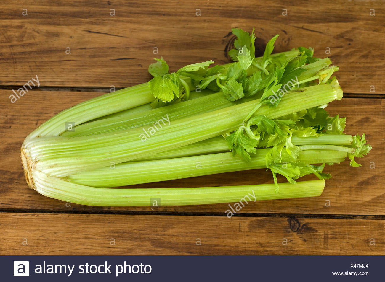 Apium Graveolens High Resolution Stock Photography and Images - Alamy