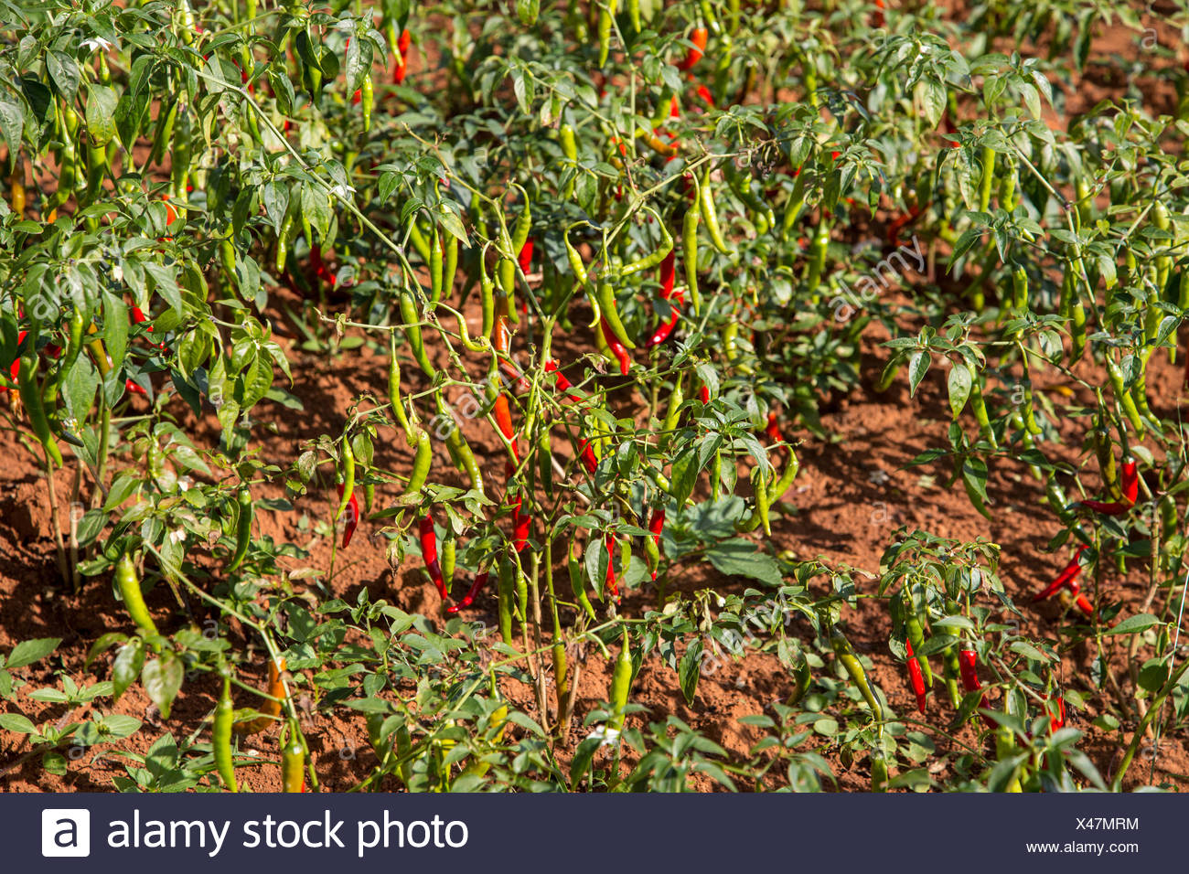 Chili Pepper Field High Resolution Stock Photography and Images - Alamy