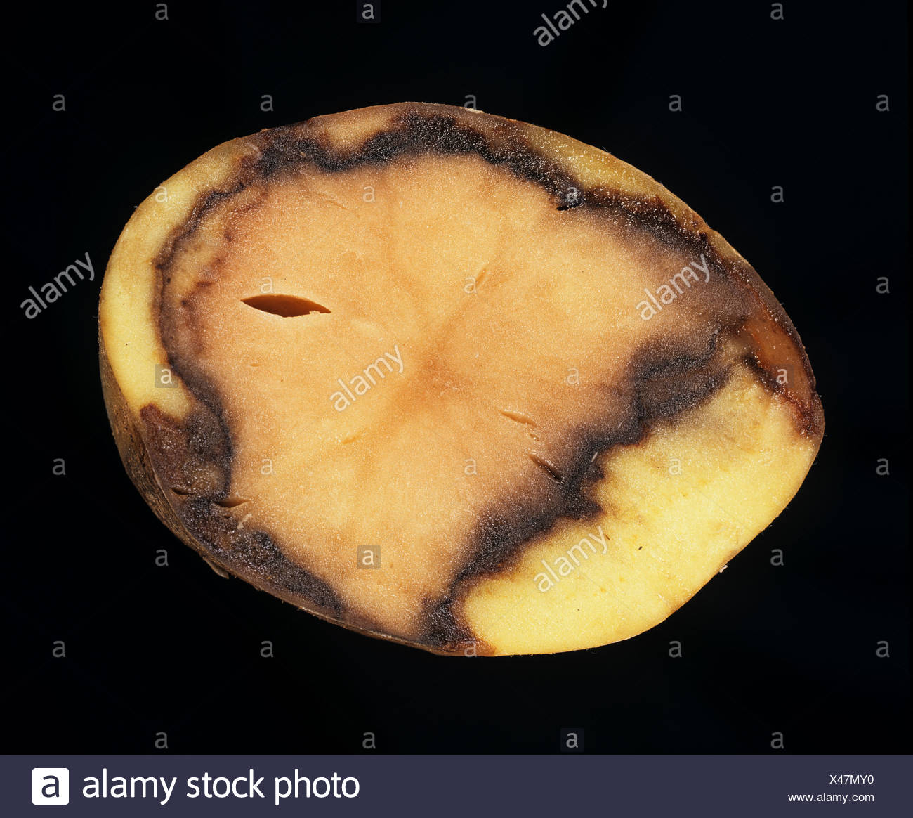 Carotovora Stock Photos & Carotovora Stock Images - Alamy