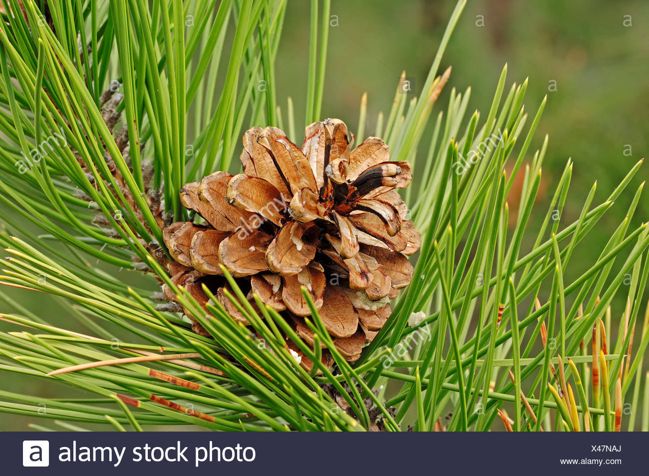 European Black Pine Tree Stock Photos & European Black Pine Tree Stock ...