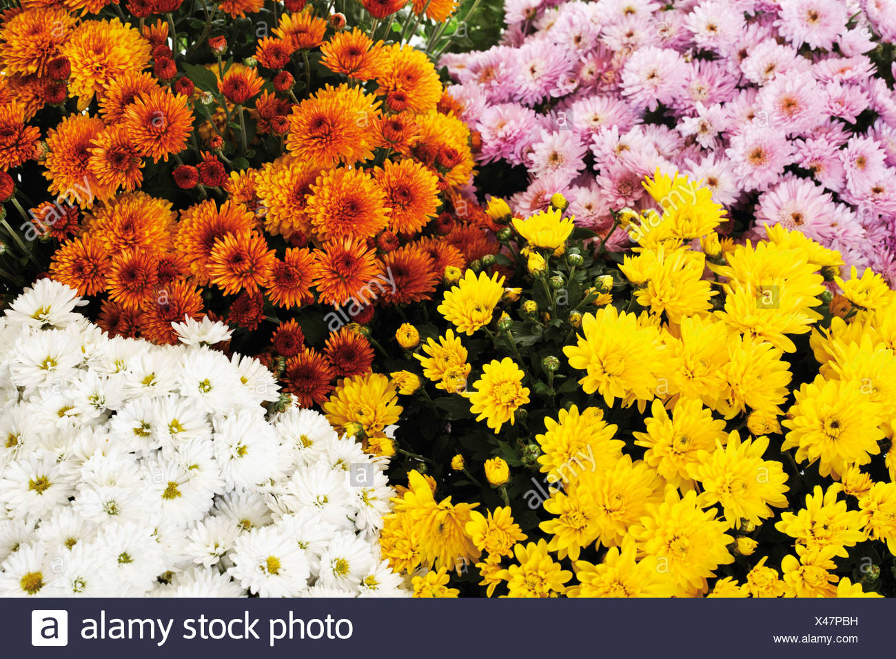 Chrysanthemums High Resolution Stock Photography and Images - Alamy