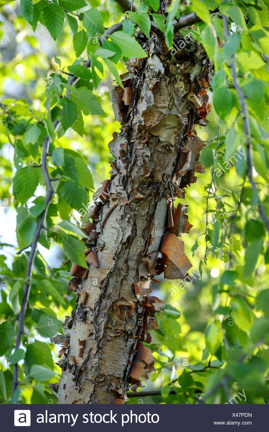 Black Birch Stock Photos & Black Birch Stock Images - Alamy