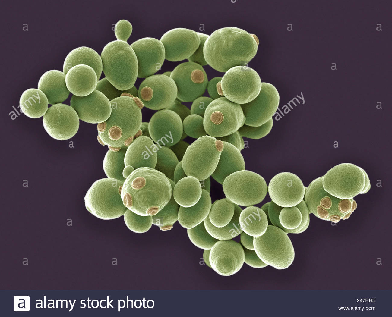 Yeast Cells Microscope High Resolution Stock Photography and Images - Alamy