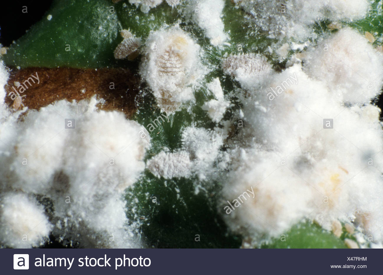 Mealy Bug Stock Photos & Mealy Bug Stock Images - Alamy
