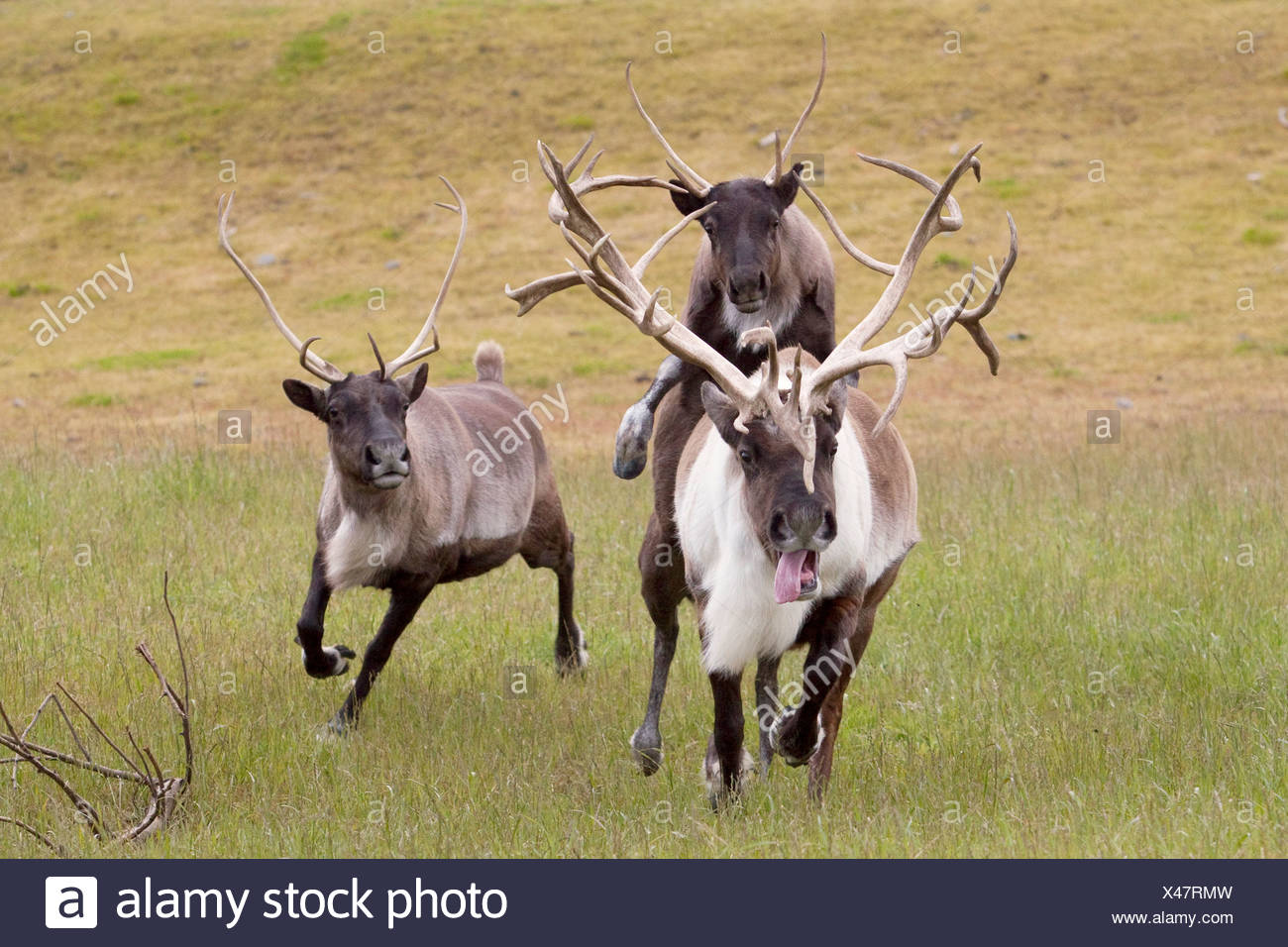Cow Caribou High Resolution Stock Photography and Images - Alamy